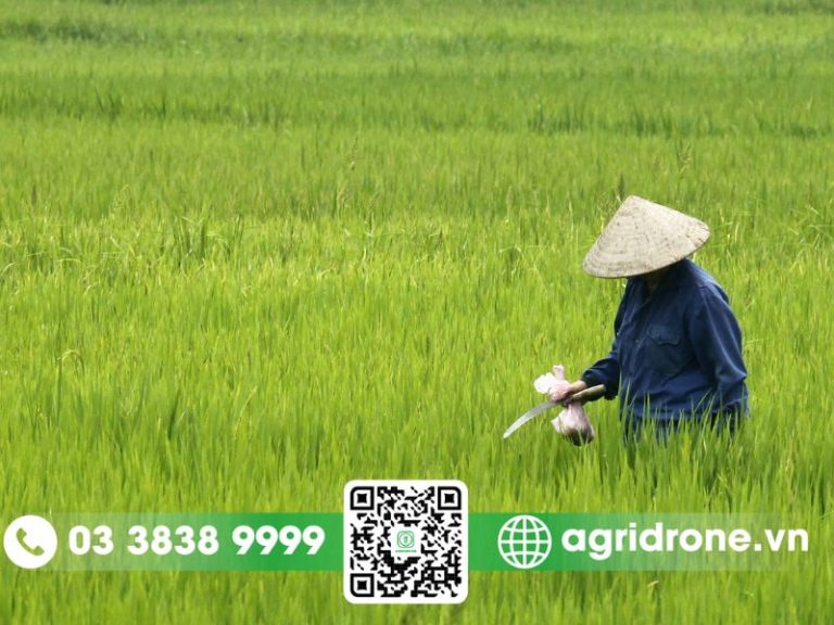 Đặc điểm Các Vụ Mùa Lúa Trong Năm ở Việt Nam