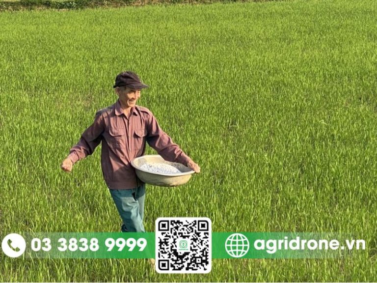 Đặc điểm Các Vụ Mùa Lúa Trong Năm ở Việt Nam