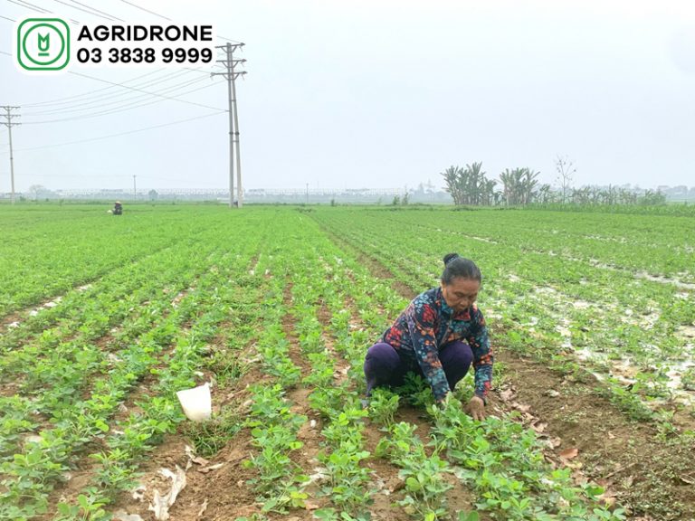 Đất Cát Trồng Rau Gì Thích Hợp Và Hiệu Quả Cao?