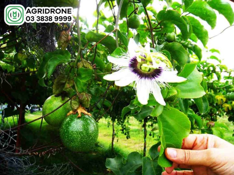 Hoa Chanh Dây: Bí Quyết Kích Thích Ra Hoa Và Thụ Phấn