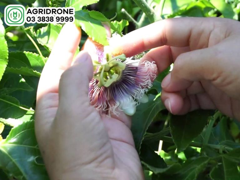 Hoa Chanh Dây: Bí Quyết Kích Thích Ra Hoa Và Thụ Phấn