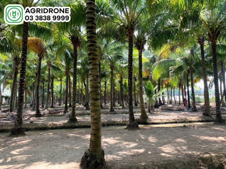 Mô Hình Trồng Cây Trên đất Cát Hiệu Quả Cao 2025