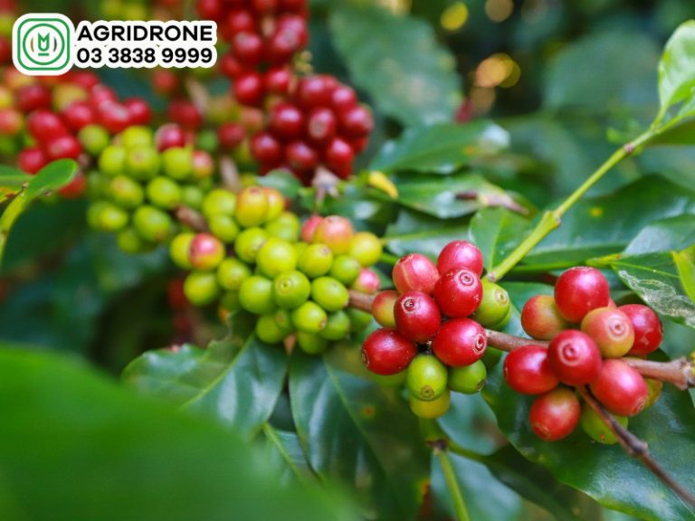Cây Cà Phê: Cách Trồng & Chăm Sóc Hiệu Quả 2025