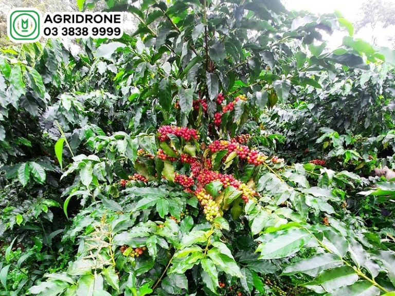 Cây Cà Phê Arabica & Cách Phòng Ngừa Sâu Bệnh