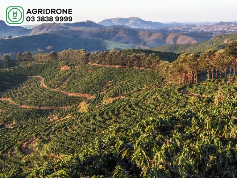 Cây Cà Phê được Trồng Nhiều Nhất ở Vùng Nào?