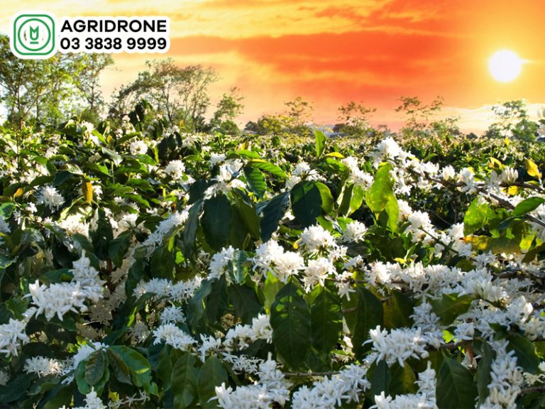 Hoa Cà Phê: Khám Phá Những điều độc đáo