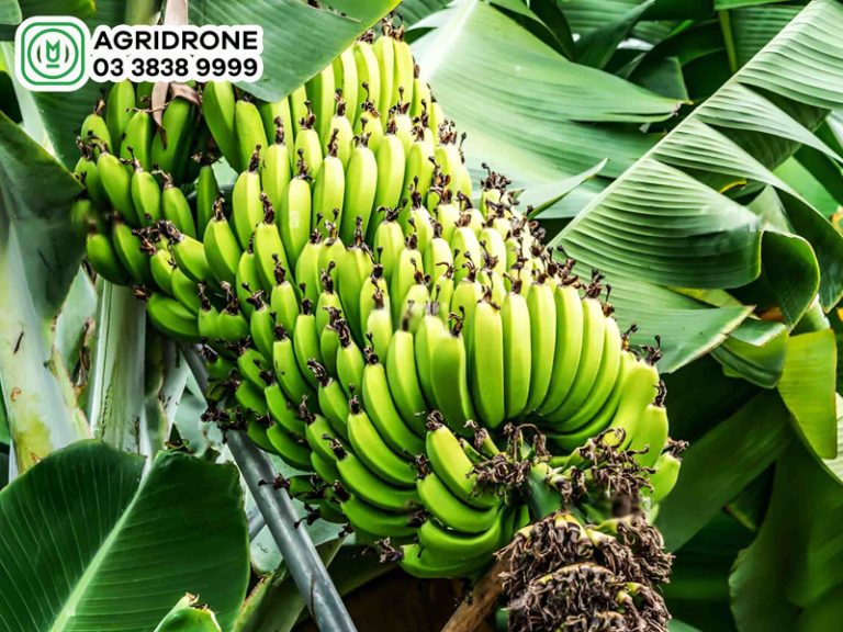 Cây Chuối Thuộc Họ Cây Gì? Đặc điểm & Cách Trừ Sâu Bệnh