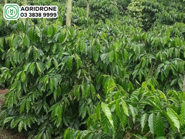 Khoảng Cách Trồng Cà Phê Dây Như Thế Nào Là Tốt Nhất?