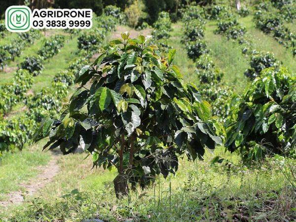 Kỹ Thuật Trồng Cà Phê Cho Năng Suất Thu Hoạch Cao