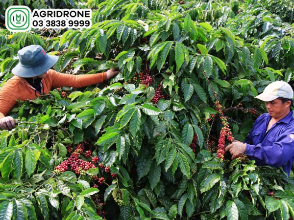 Kỹ Thuật Trồng Cà Phê Cho Năng Suất Thu Hoạch Cao