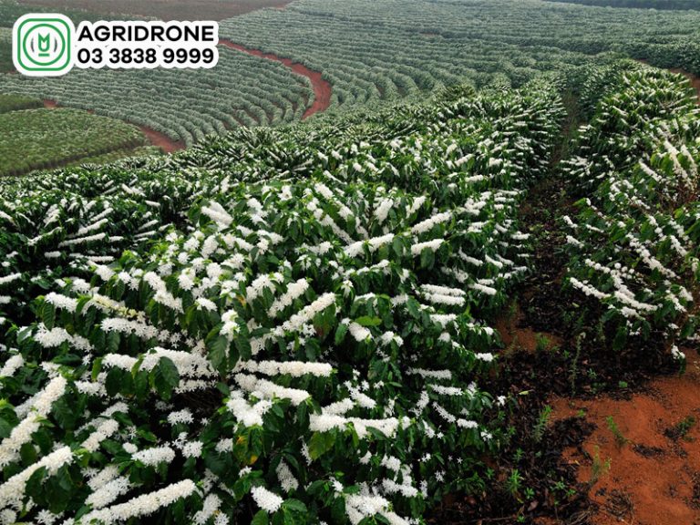 Hoa Cà Phê Nở Vào Tháng Mấy? Cách Chăm Cho Ra Hoa Hàng Loạt