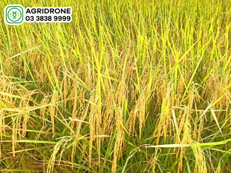 Kỹ Thuật Trồng Lúa ST24 đạt Năng Suất Cao