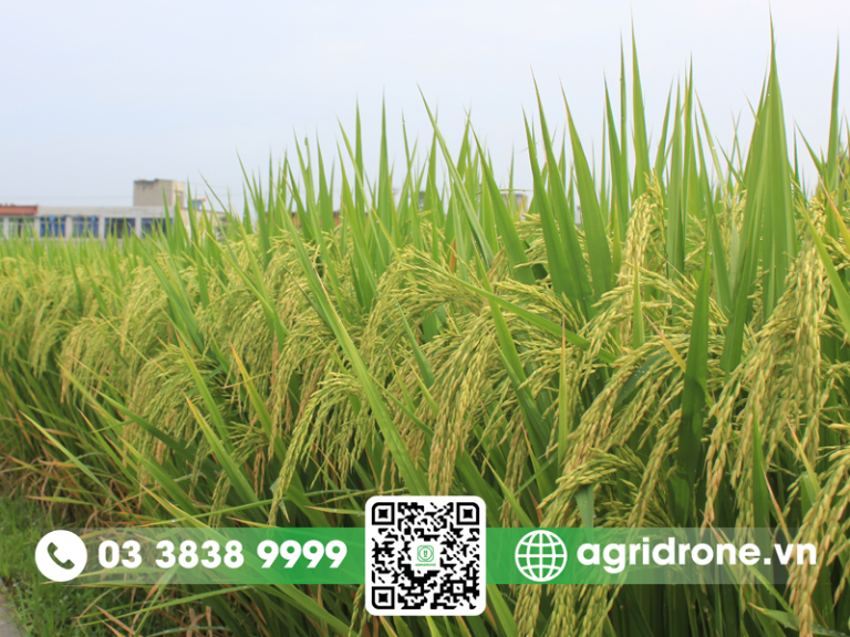 Giống Lúa GS55: đặc Tính Nông Học Và Kỹ Thuật Gieo Trồng