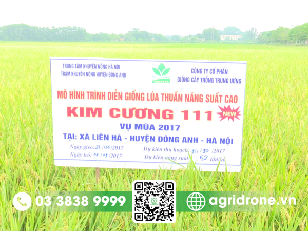 Giống Lúa Kim Cương 111: đặc điểm & Kỹ Thuật Canh Tác