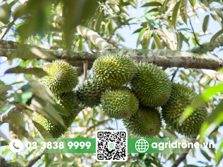 Trái Sầu Riêng Musang King: đặc điểm & Cách Chọn Quả Ngon