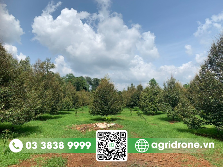 1 Ha Trồng được Bao Nhiêu Cây Sầu Riêng?