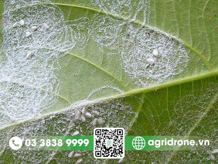 Con Rầy Phấn Trắng: Đặc điểm & Biện Pháp Phòng Trừ