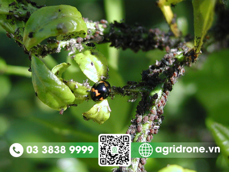 Các Loại Rệp Hại Cây Trồng Phổ Biến & Cách Phòng Trừ