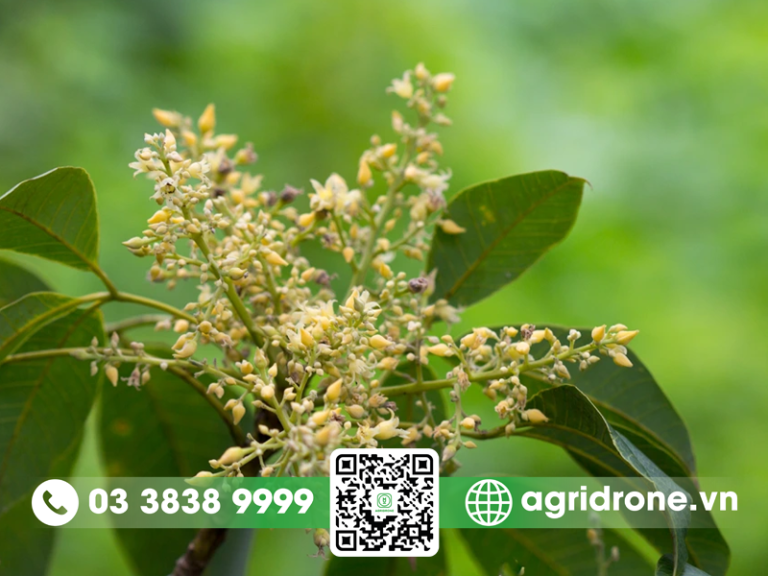 Hoa Cây Cao Su Nở Thời điểm Nào?