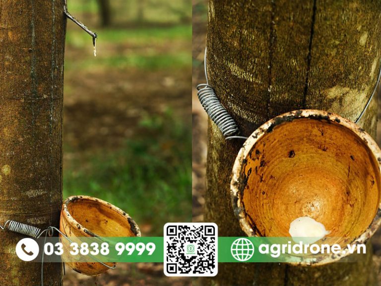 1 Cây Cao Su Cho Bao Nhiêu Mủ?