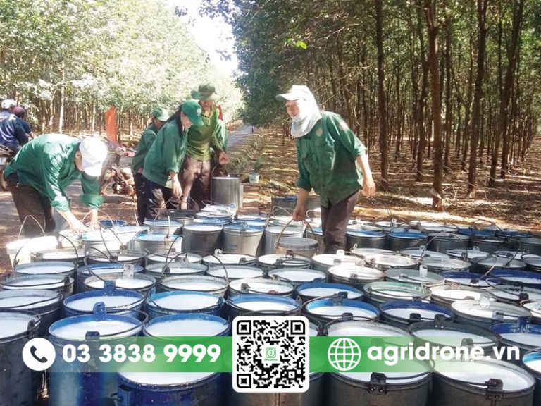 1kg Mủ Cao Su Bao Nhiêu Tiền? Cập Nhật Mới Nhất 2025