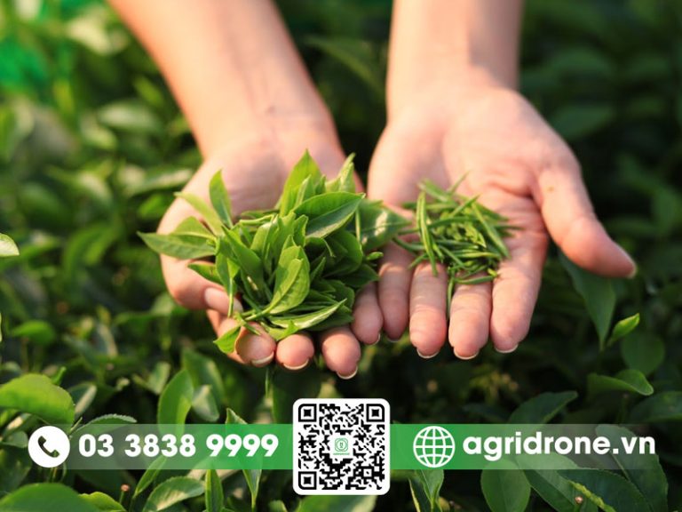 Cây Chè Thái Nguyên: Đặc điểm, Phân Loại Và Cách Trồng